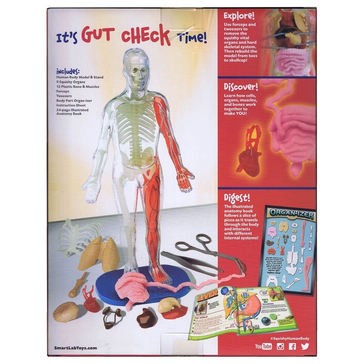 SmartLab Toys Squishy Human Body by Quarto Publishing Group | Smart Lab ...