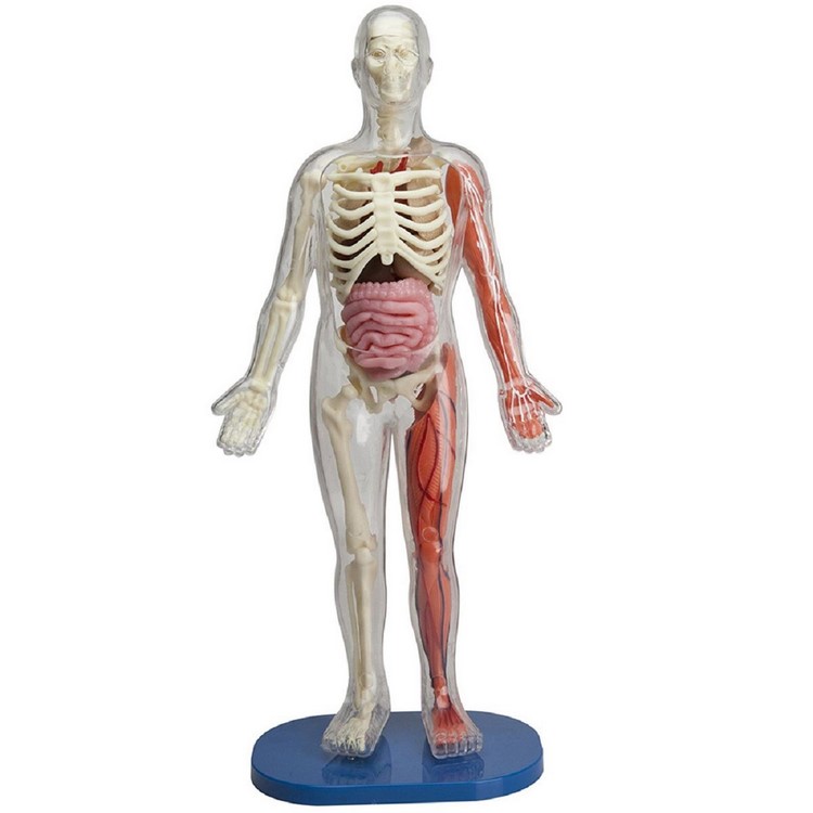 SmartLab Toys Squishy Human Body by Quarto Publishing Group | Smart Lab ...