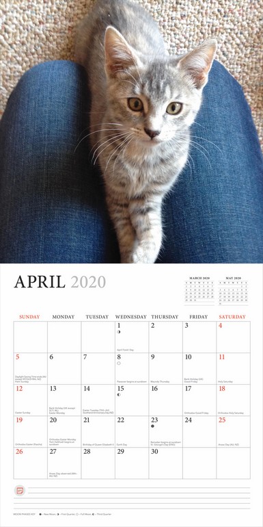 Cute Kittens - 2020 Wall Calendar, 2020 Square Wall Calendar by ...