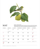 Birds of Australia, The Art of Jeremy Boot - 2023 Deluxe Wall Calendar ...