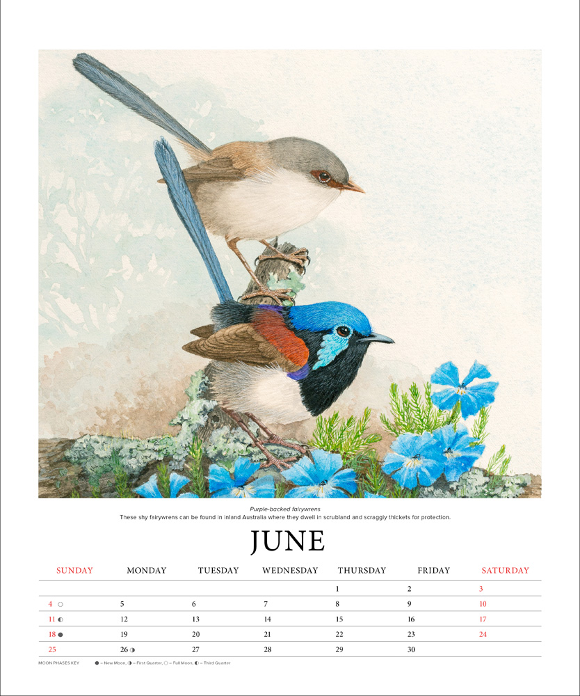 Illustrated Birds of Australia - 2023 Deluxe Wall Calendar, 2023 Wall ...