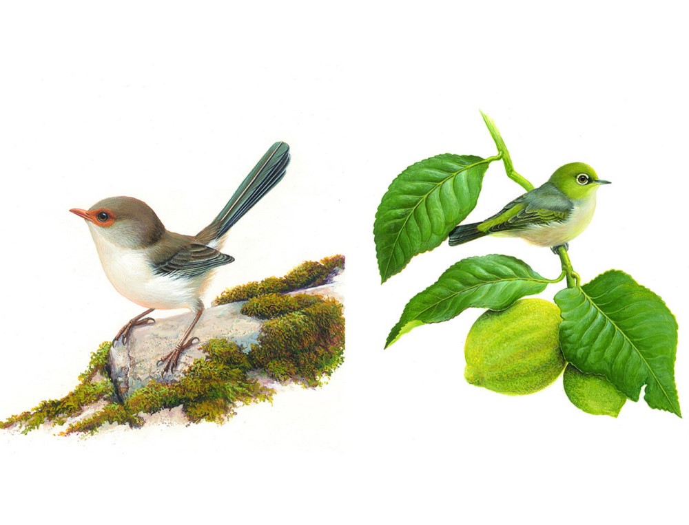 Birds of Australia, The Art of Jeremy Boot - 2023 Desk Easel Calendar ...