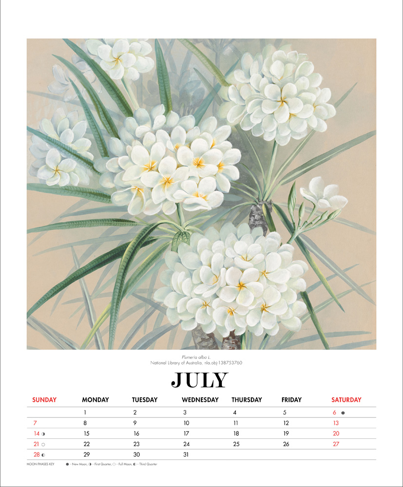 Illustrated Wildflowers of Australia - 2024 Deluxe Wall Calendar by ...
