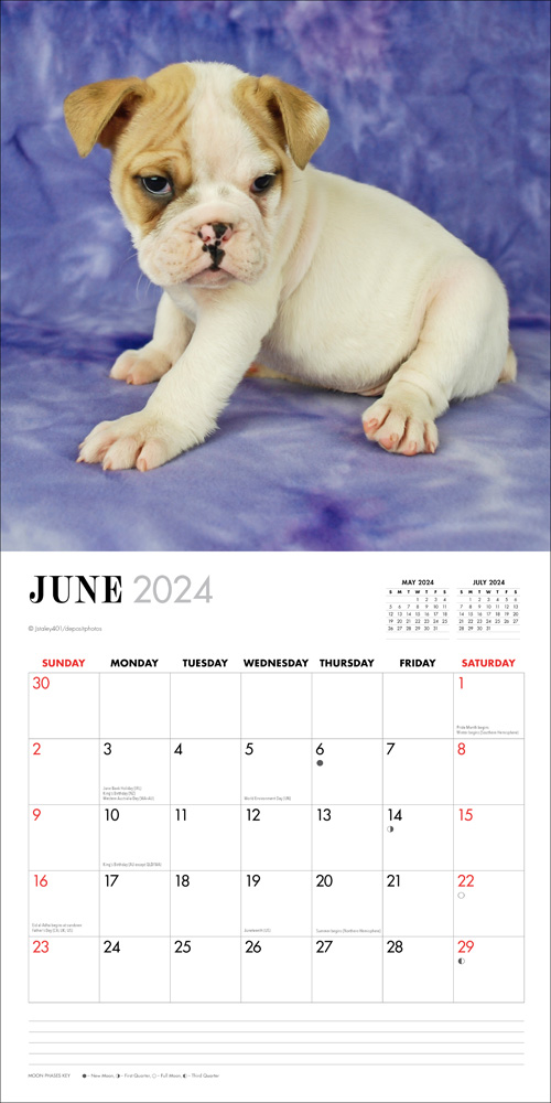 Puppy Love - 2024 Wall Calendar by Browntrout Australia | 9347301103629 ...