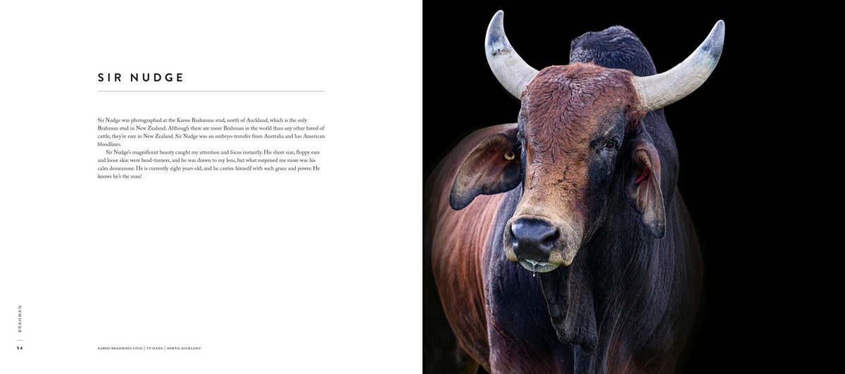 A Load of Bull by Amanda King | 9780143776741 | Booktopia