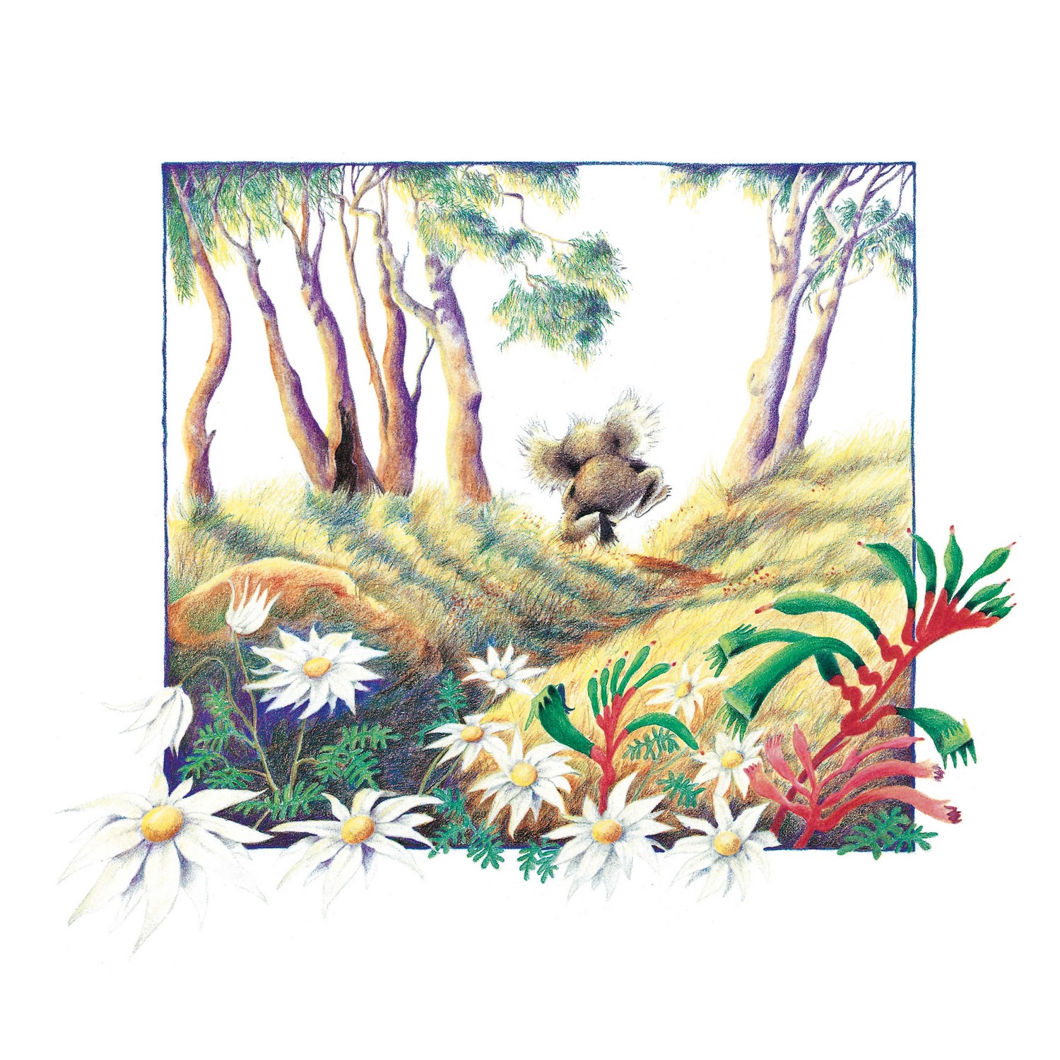 Koala Lou, a charming picture book from the award-winning author of ...