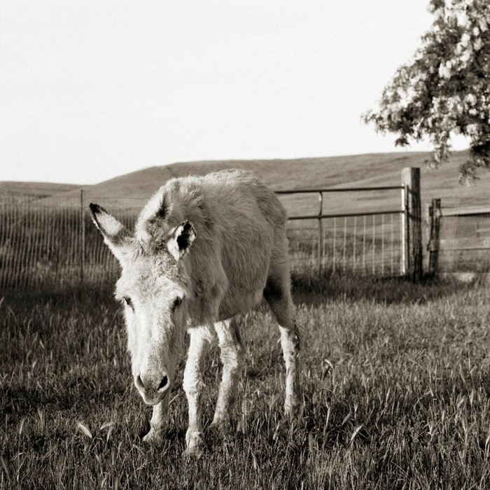 Allowed to Grow Old, Portraits of Elderly Animals from Farm Sanctuaries ...