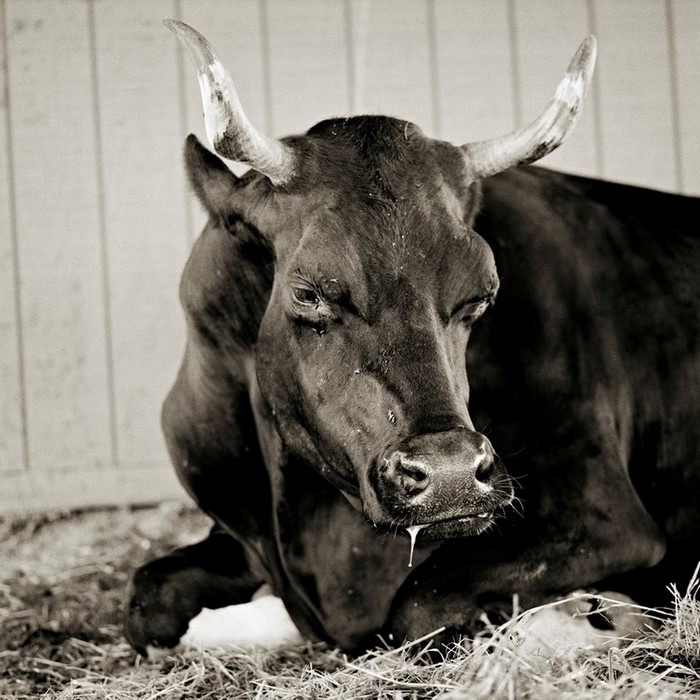 Allowed to Grow Old, Portraits of Elderly Animals from Farm Sanctuaries ...