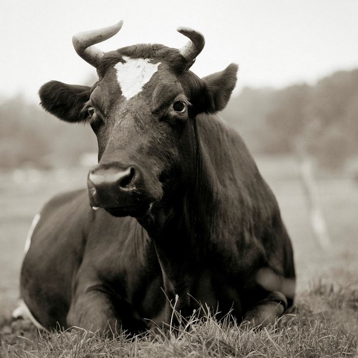 Allowed to Grow Old, Portraits of Elderly Animals from Farm Sanctuaries ...
