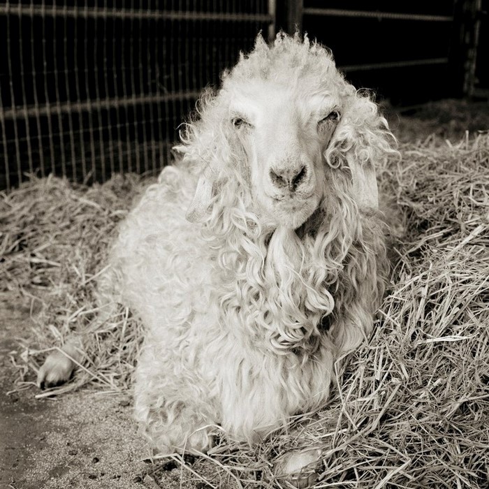 Allowed to Grow Old, Portraits of Elderly Animals from Farm Sanctuaries ...