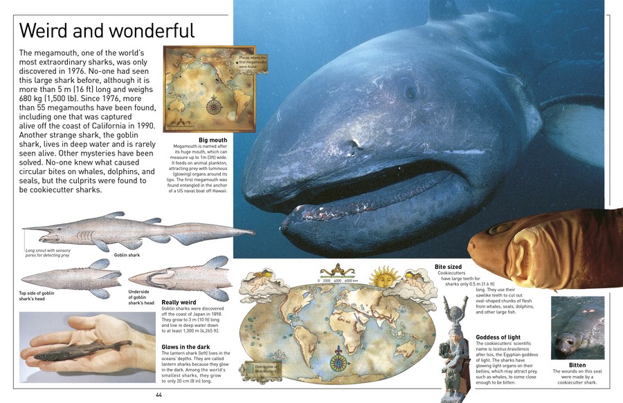 DK Eyewitness : Shark, Dive into shark-infested waters and meet the strange hammerhead and the ...
