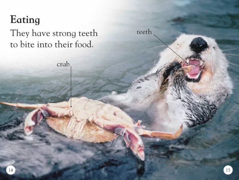 Sea Otters, DK Reads Beginning to Read : Level 1 by Deborah Lock ...