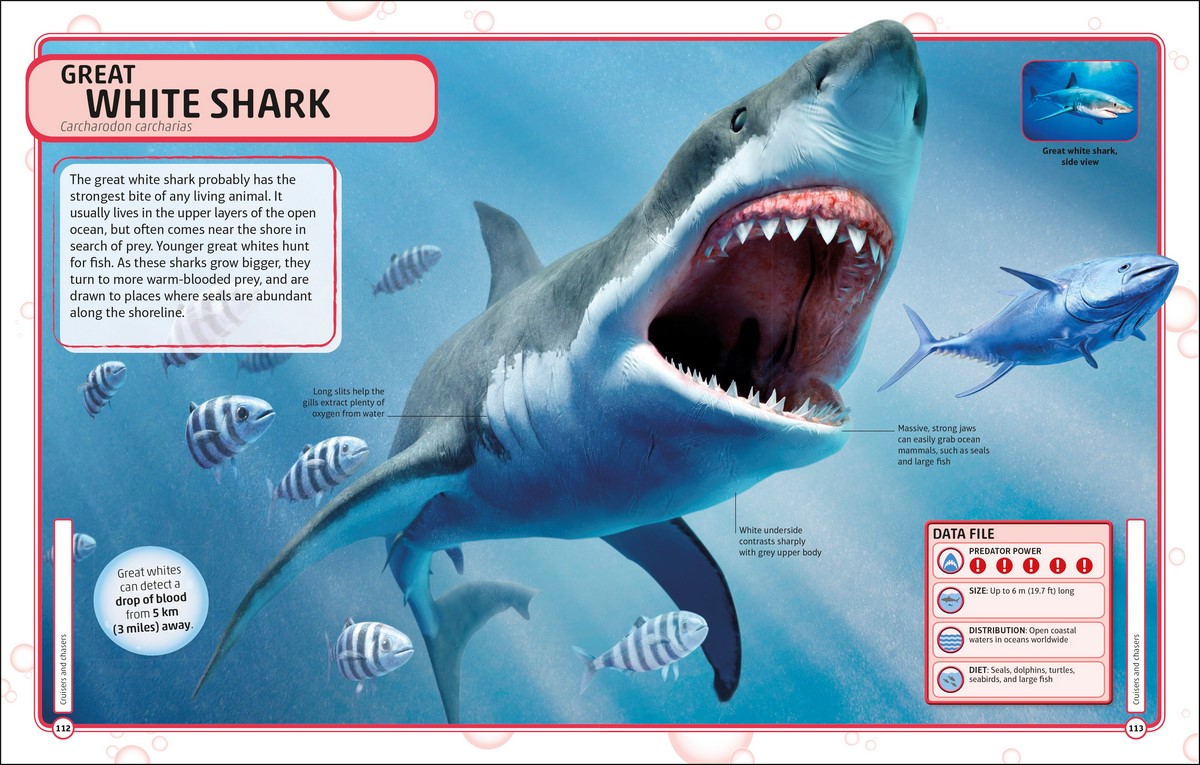 Sharks and Other Deadly Ocean Creatures, Visual Encyclopedia by DK ...
