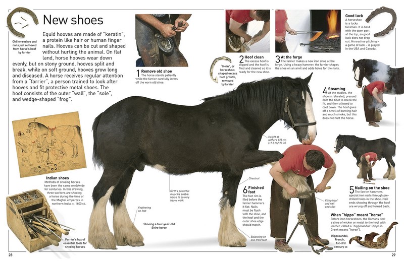 DK Eyewitness : Horse, Discover the world of horses and ponies, from ...