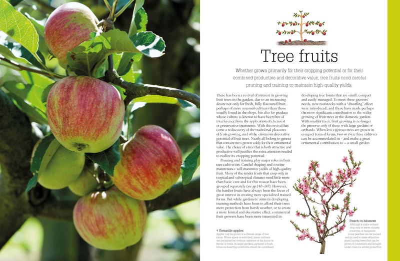 Pruning & Training, What, When, and How to Prune by DK | 9780241282908 ...