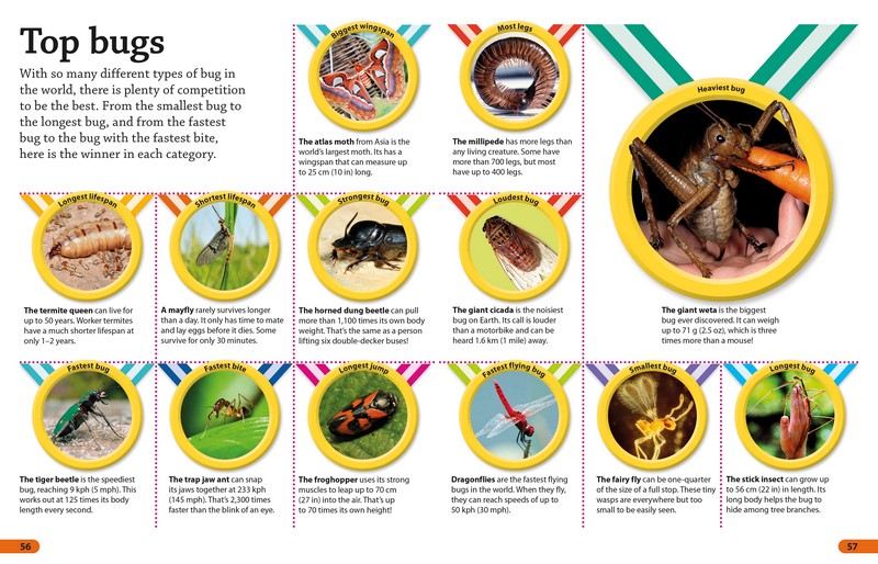 Bugs, DK Find Out! Series by DK | 9780241284735 | Booktopia