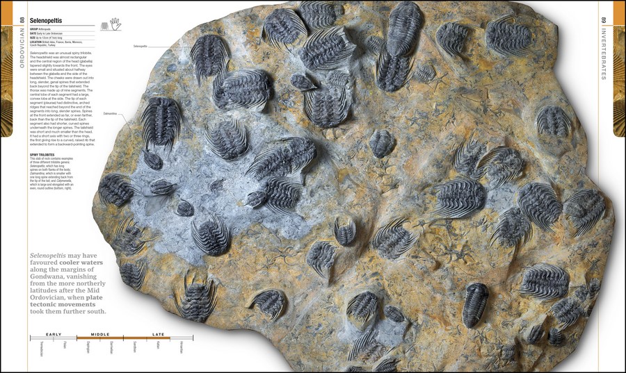 Dinosaurs and Prehistoric Life, The Definitive Visual Guide by DK ...