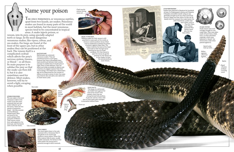 Reptile, DK Eyewitness by DK | 9780241297162 | Booktopia