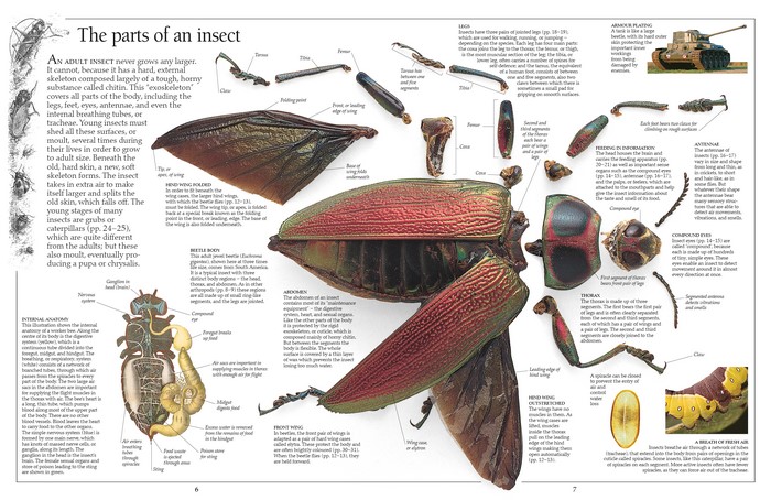 Insect, DK Eyewitness by DK | 9780241297179 | Booktopia