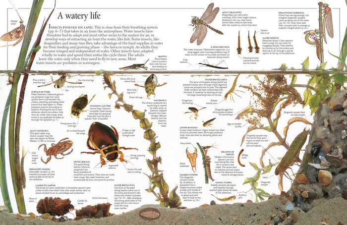 Insect, DK Eyewitness by DK | 9780241297179 | Booktopia