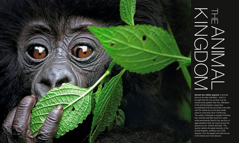 Animal, The Definitive Visual Guide by DK | 9780241298848 | Booktopia