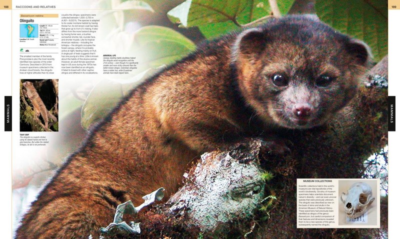 Animal, The Definitive Visual Guide by DK | 9780241298848 | Booktopia