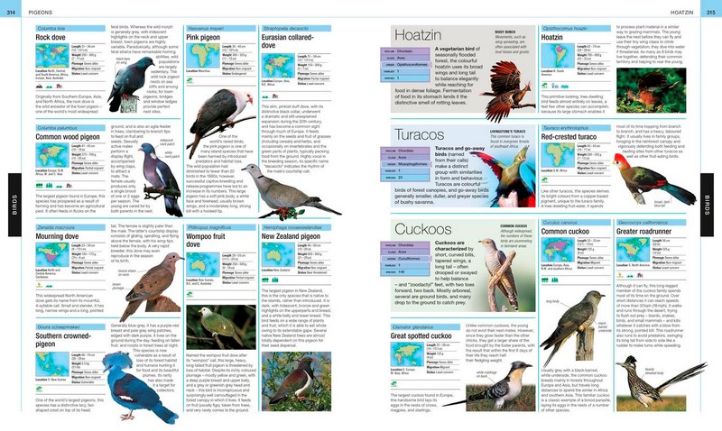 Animal, The Definitive Visual Guide by DK | 9780241298848 | Booktopia