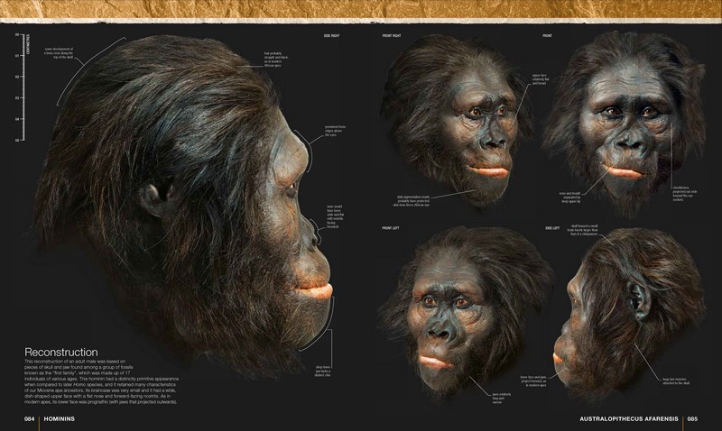 Evolution, The Human Story by Prof. Alice Roberts | 9780241304310 ...