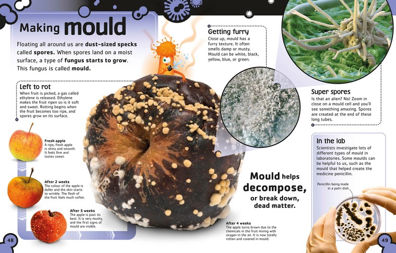 The Bacteria Book, Gross Germs, Vile Viruses, and Funky Fungi by DK ...