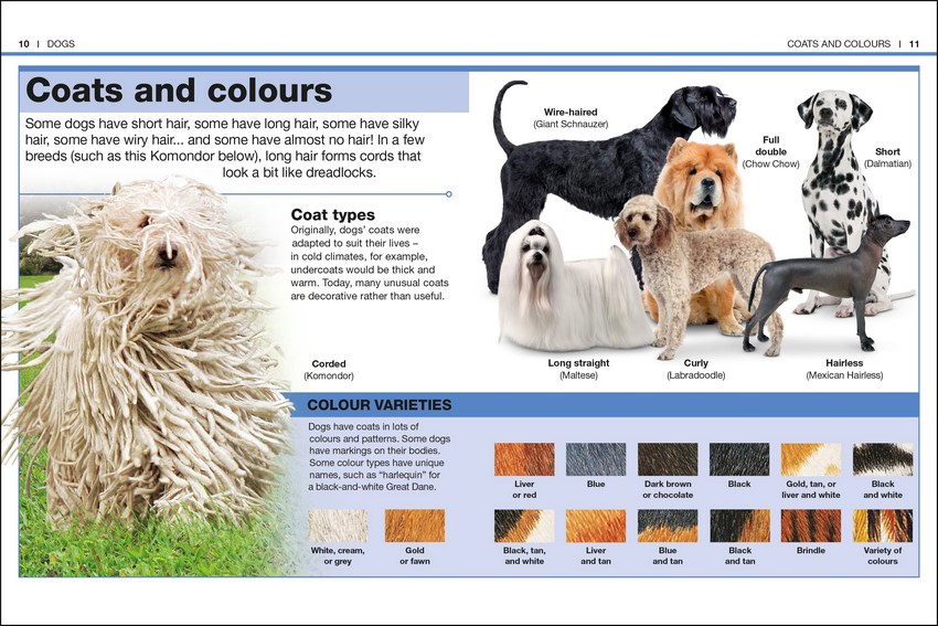 Pocket Eyewitness Dogs, Facts at Your Fingertips by DK | 9780241343609 ...