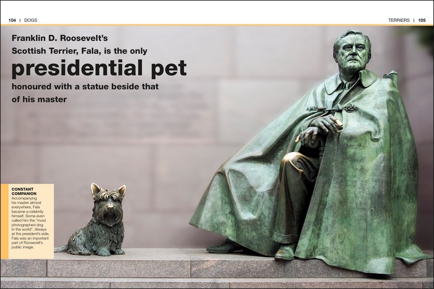 Pocket Eyewitness Dogs, Facts at Your Fingertips by DK | 9780241343609 ...