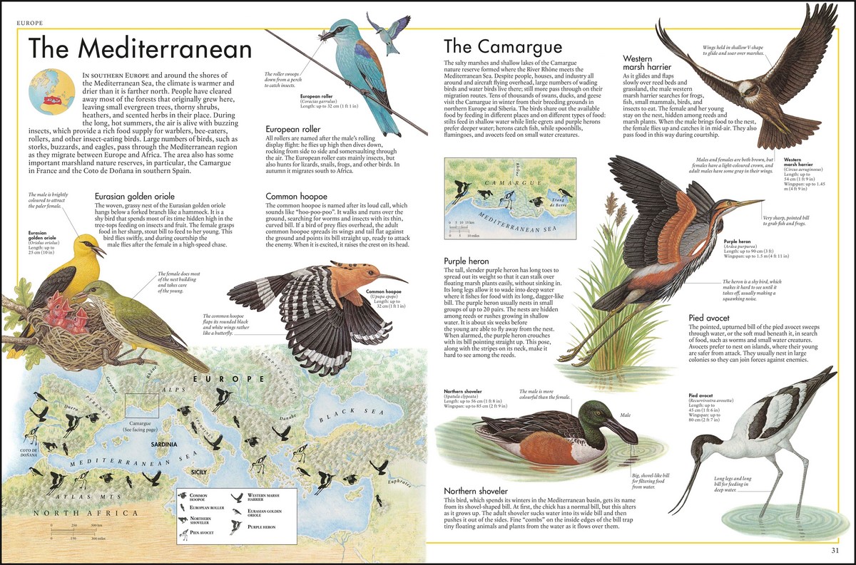 The Bird Atlas, A Pictorial Guide to the World's Birdlife by Barbara Taylor | 9780241412794 ...