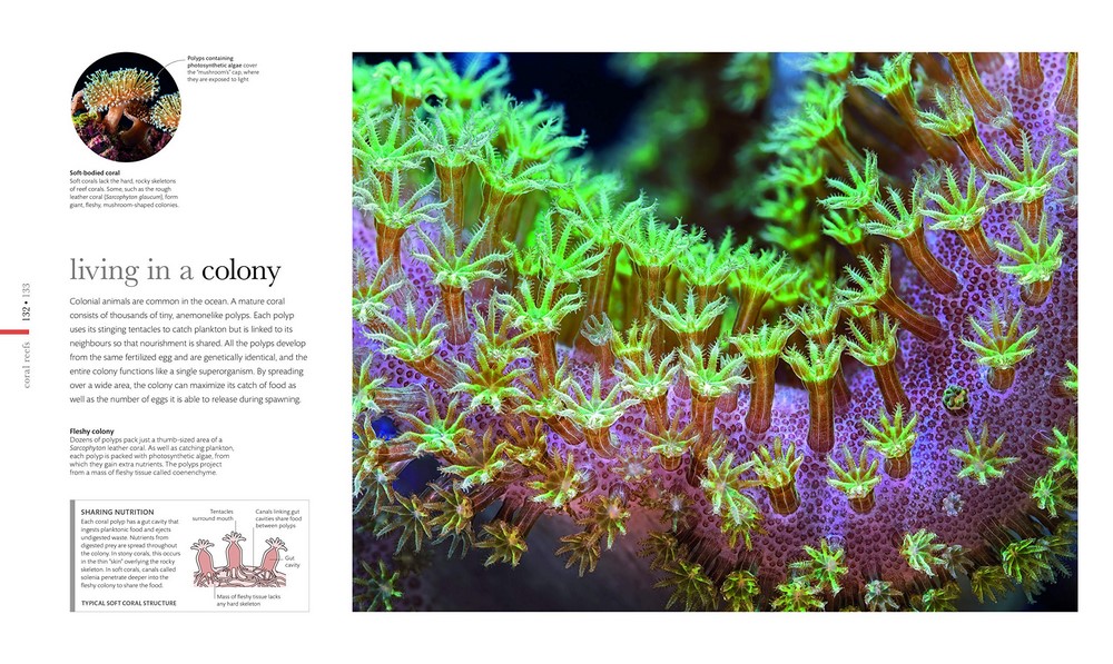 The Science of the Ocean, The Secrets of the Seas Revealed by DK ...