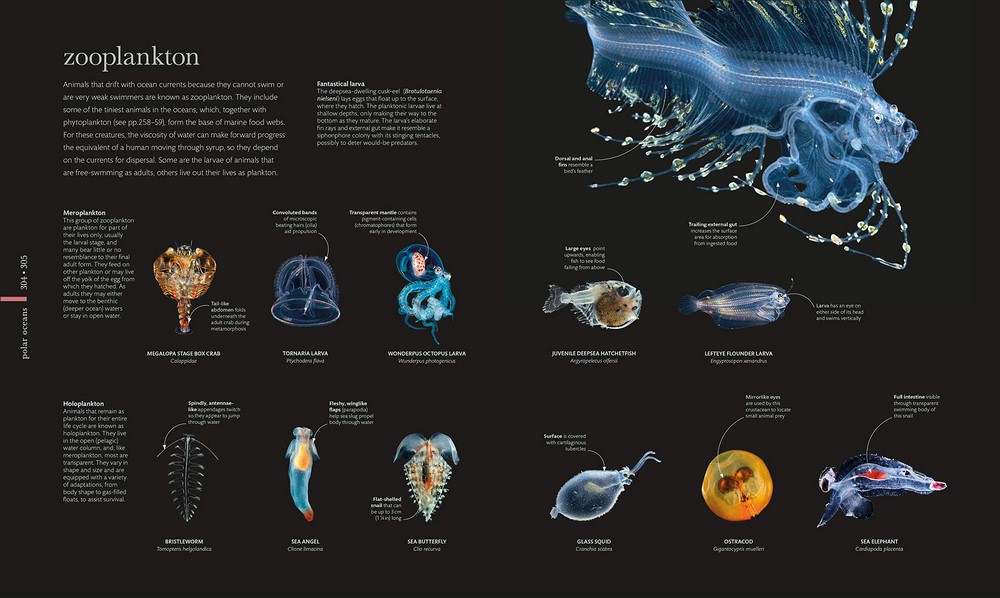 The Science of the Ocean, The Secrets of the Seas Revealed by DK ...