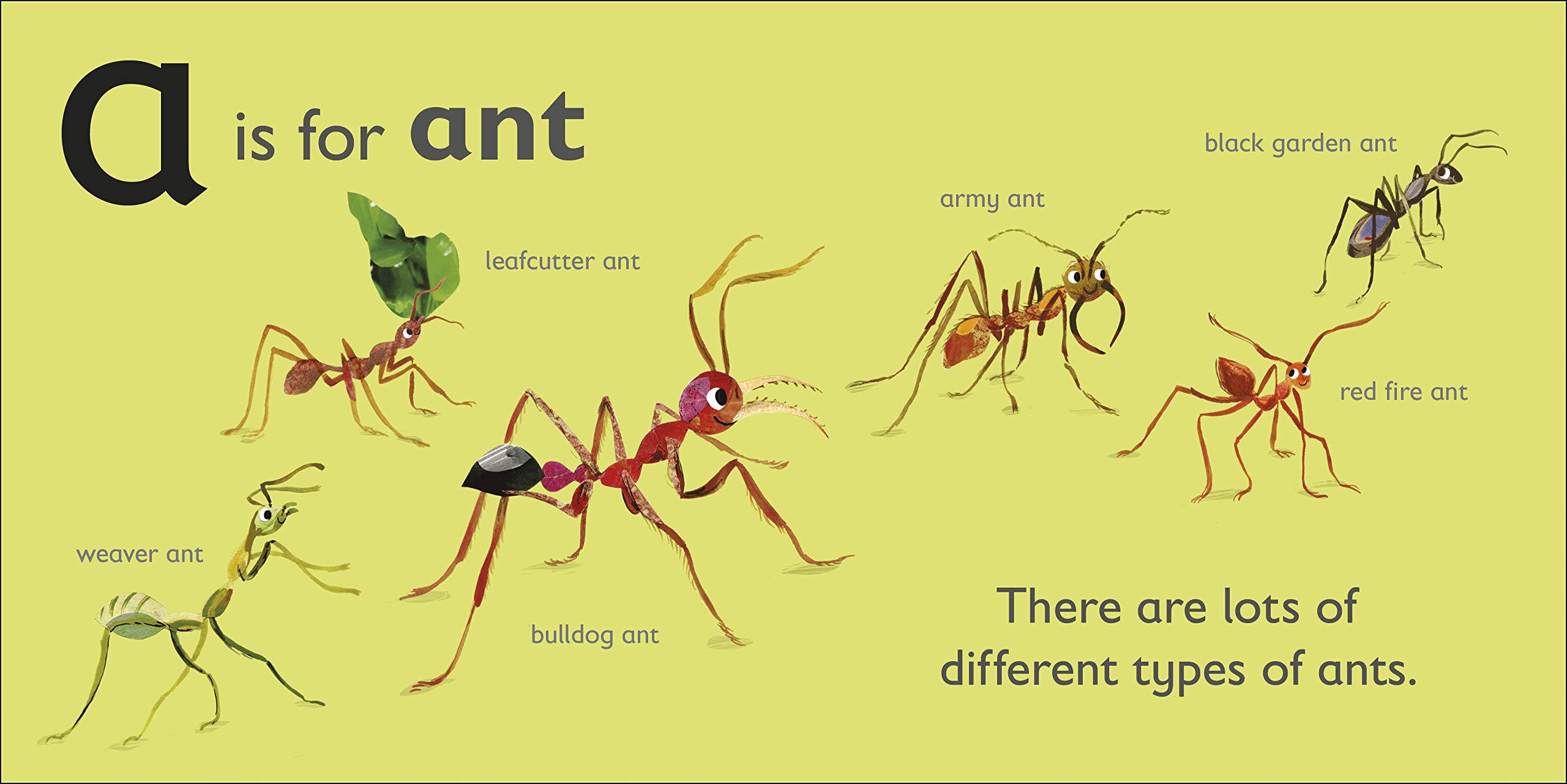 A is for Ant by DK | 9780241435922 | Booktopia
