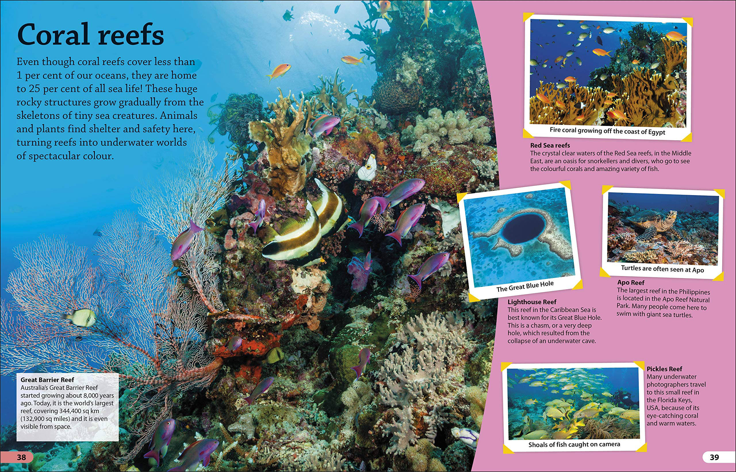 DKfindout! Oceans by DK | 9780241442791 | Booktopia