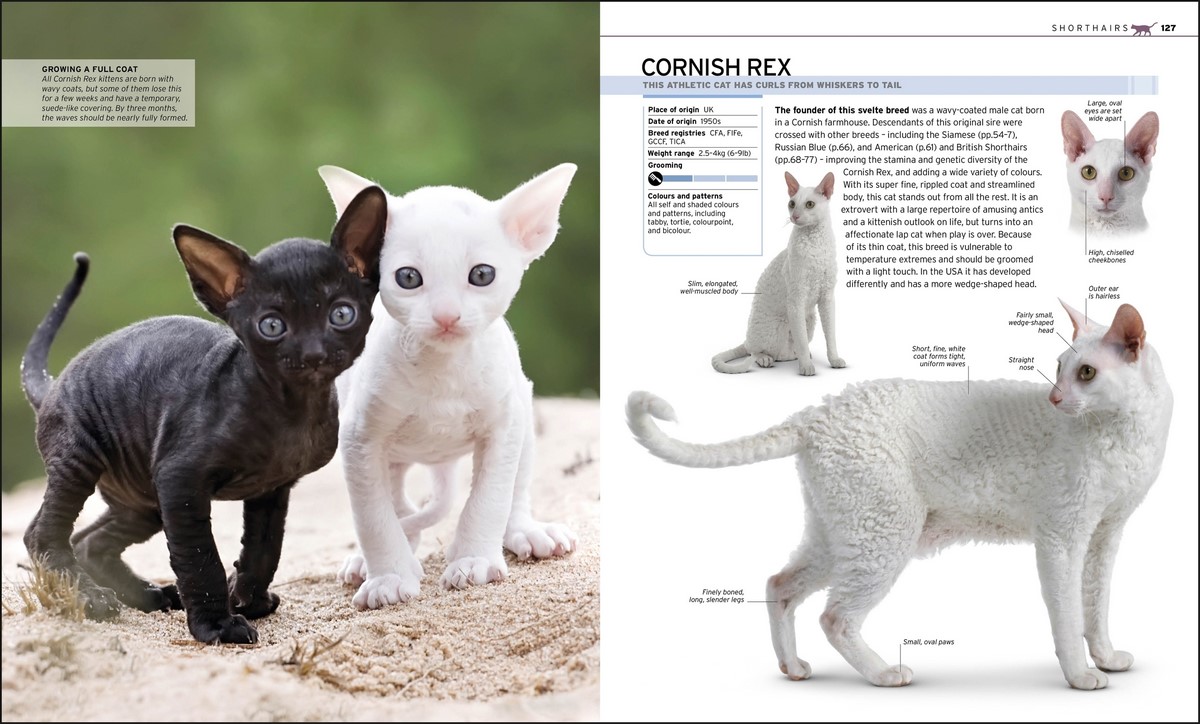 The Complete Cat Breed Book, Choose the Perfect Cat for You by DK ...