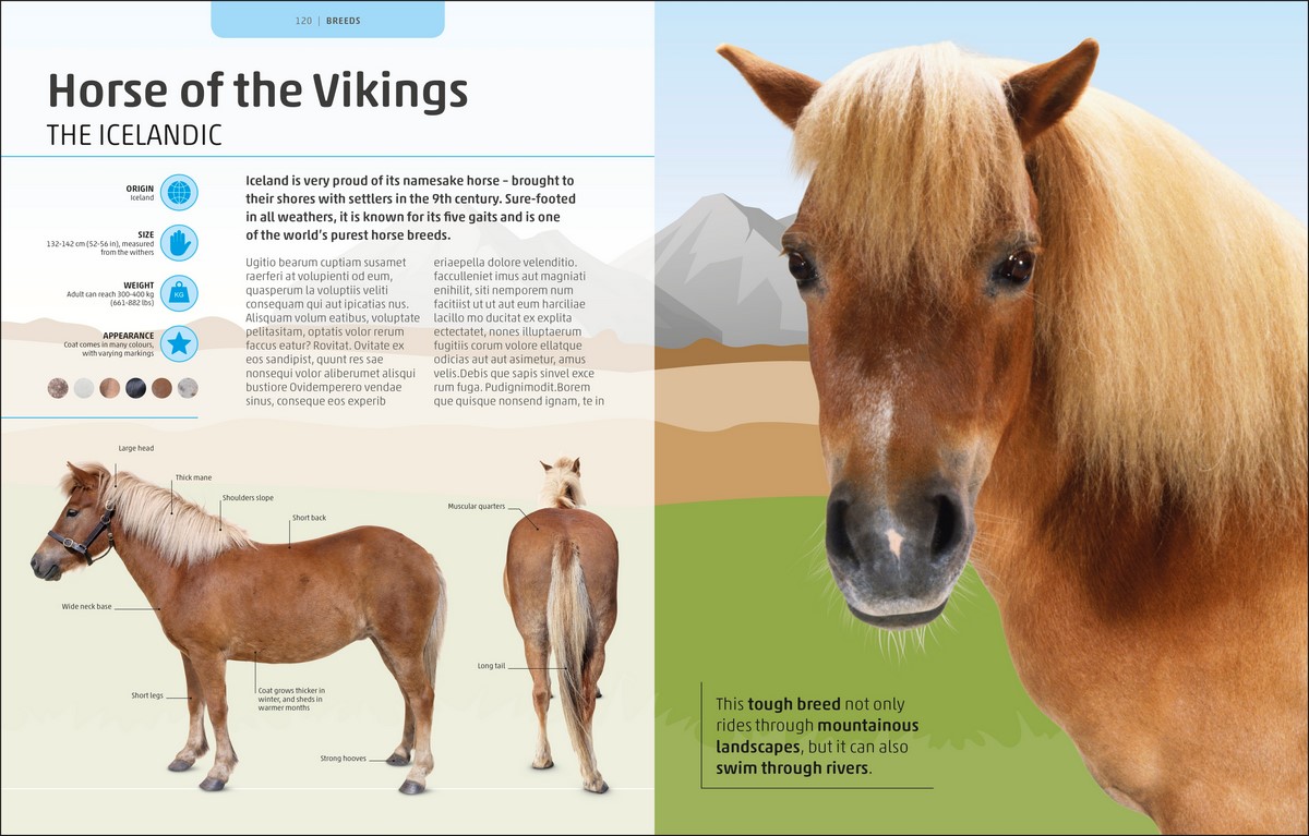 Horses & Ponies, Everything You Need to Know, From Bridles and Breeds ...