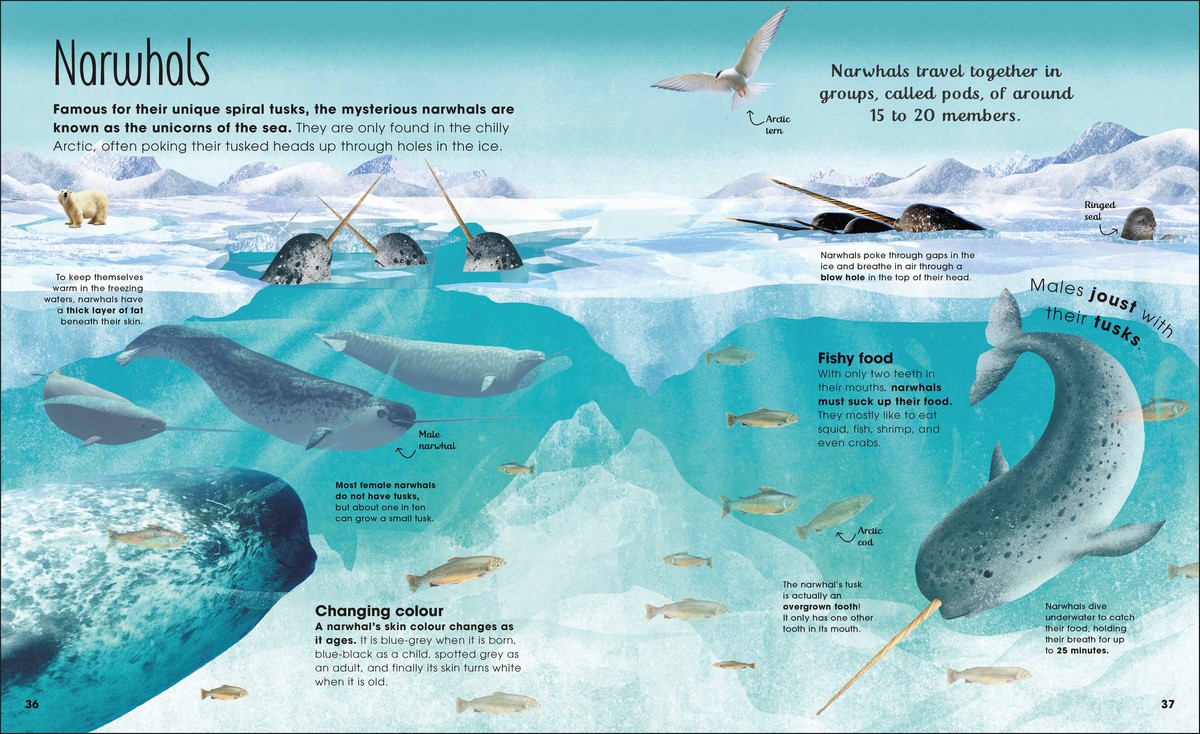 Earth's Incredible Oceans by Jess French | 9780241459140 | Booktopia