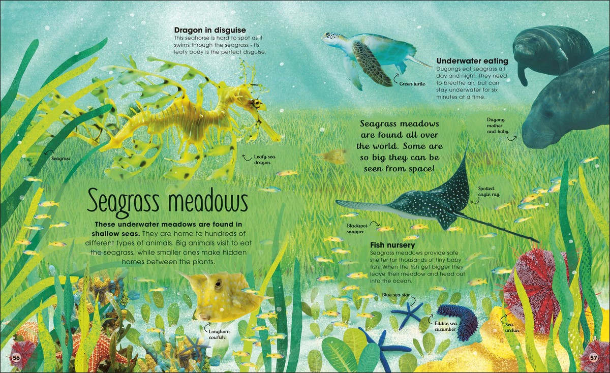 Earth's Incredible Oceans by Jess French | 9780241459140 | Booktopia