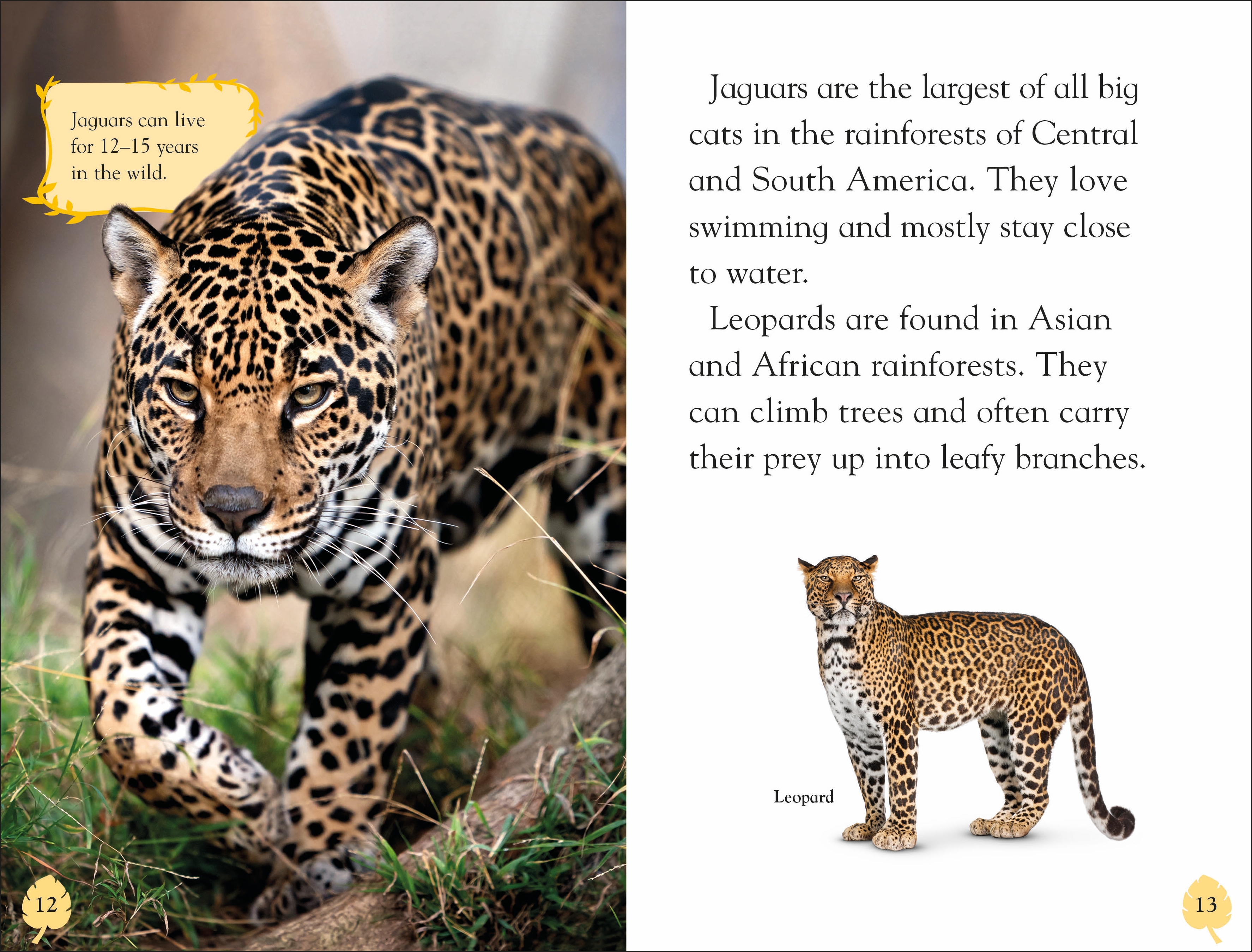 DK Reader Level 2: Rainforest Animals, Packed With Facts You Need To ...