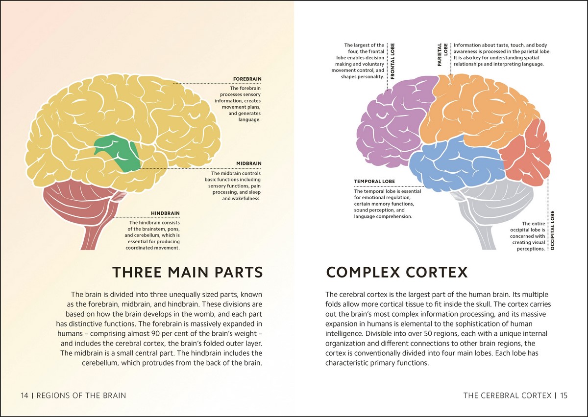 Simply The Brain by DK | 9780241515891 | Booktopia