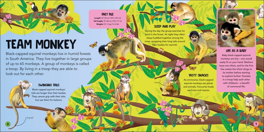 Animal Teams, How Amazing Animals Work Together in the Wild by ...