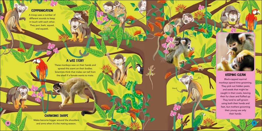 Animal Teams, How Amazing Animals Work Together in the Wild by ...