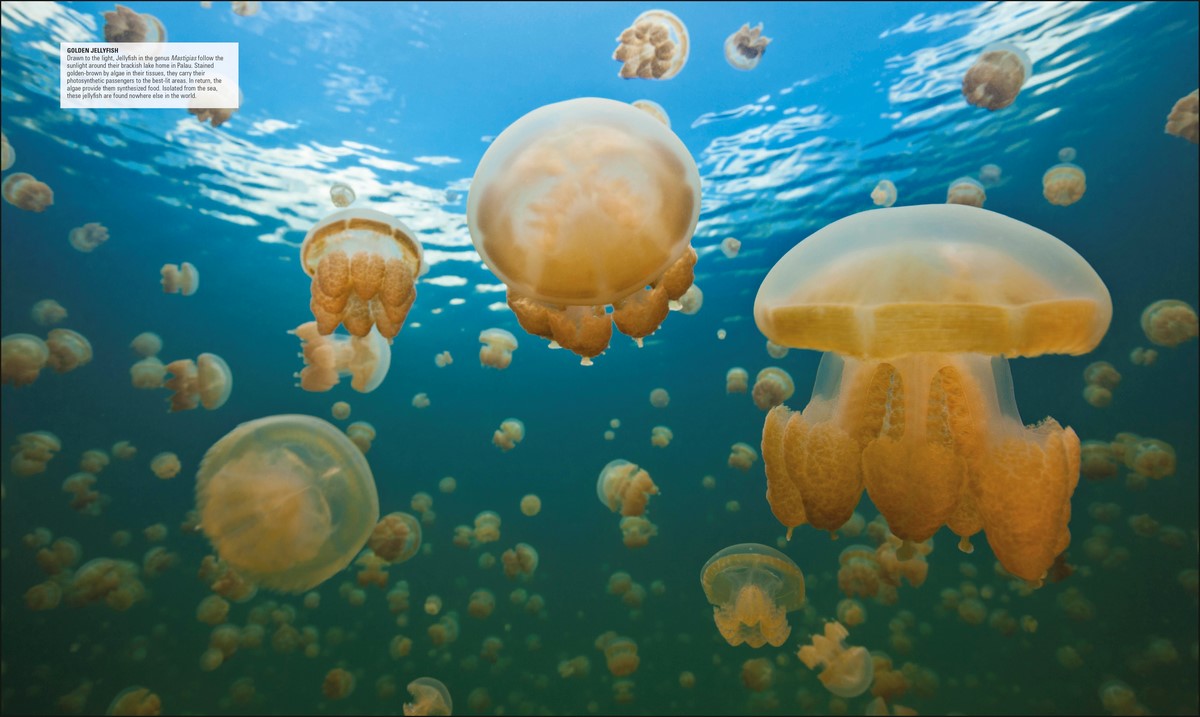 Ocean, The Definitive Visual Guide by DK | 9780241537824 | Booktopia