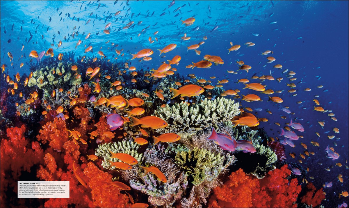 Ocean, The Definitive Visual Guide by DK | 9780241537824 | Booktopia