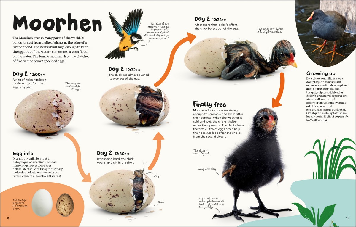 The Egg Book, See How Baby Animals Hatch, Step By Step! by DK ...