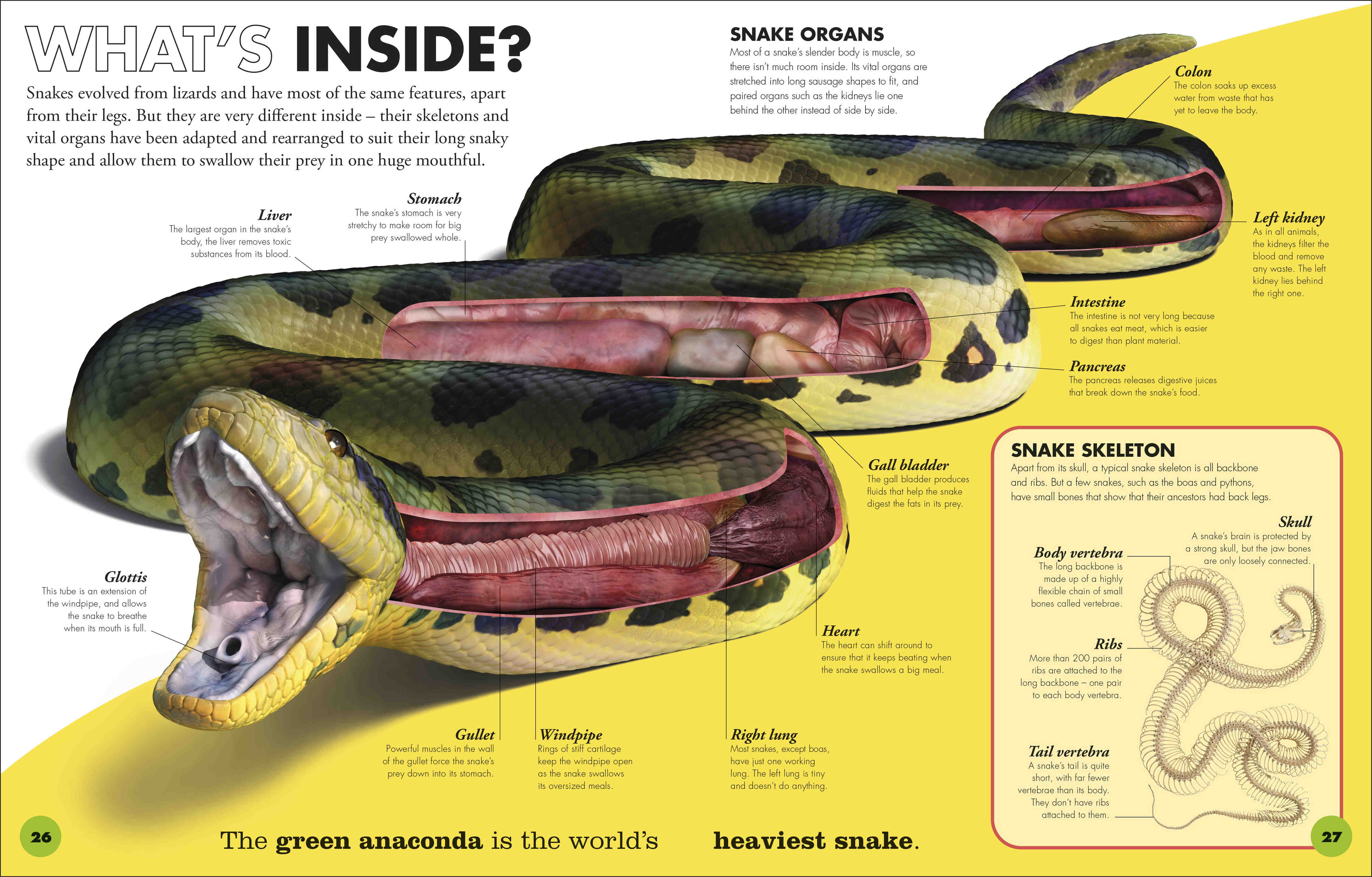 Everything You Need to Know About Snakes by DK | And Other Scaly ...