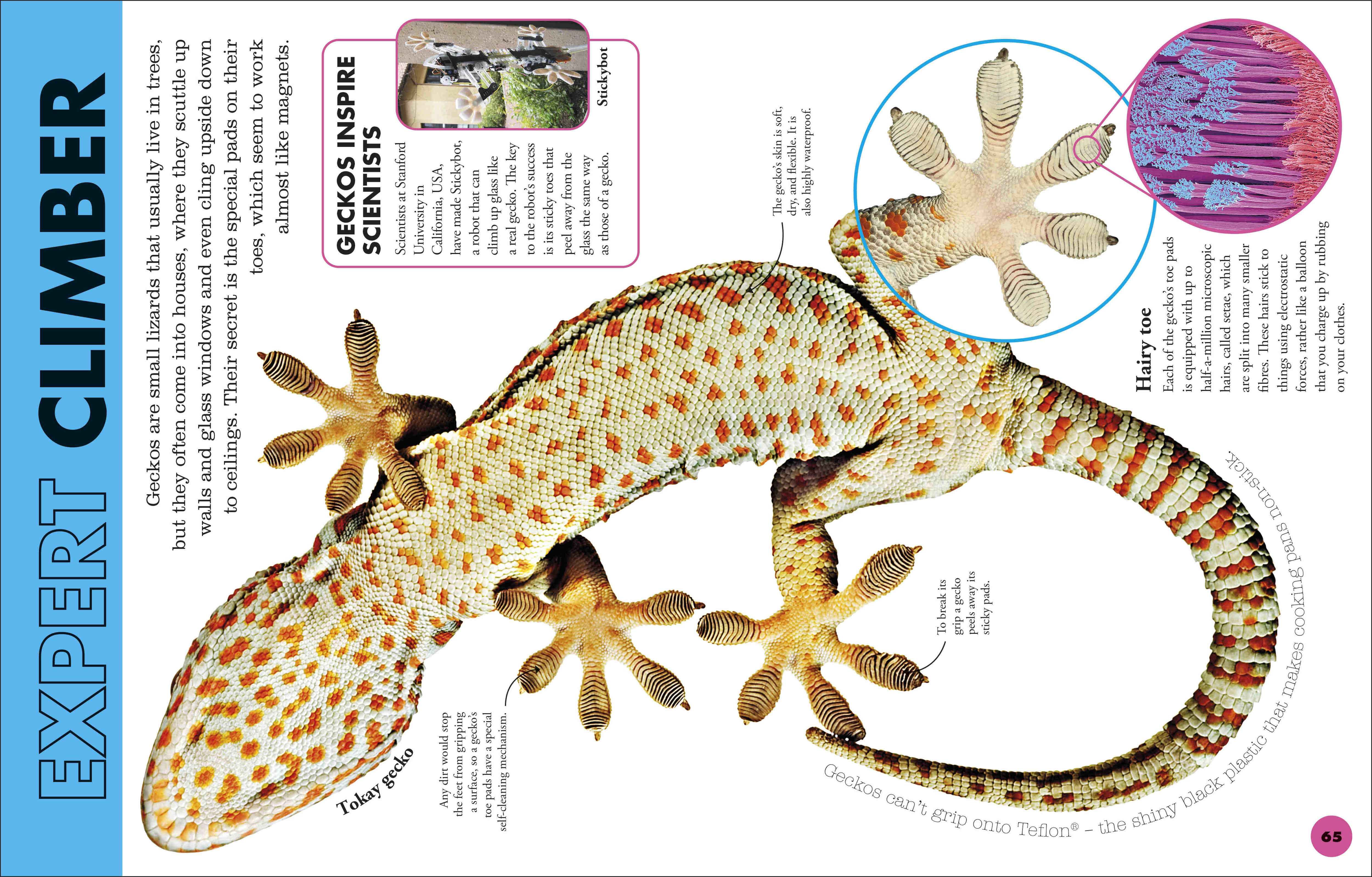 Everything You Need to Know About Snakes by DK | And Other Scaly ...