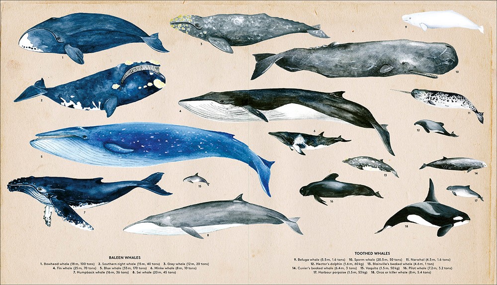 The Secret Life of Whales by Rena Ortega | 9780500652671 | Booktopia